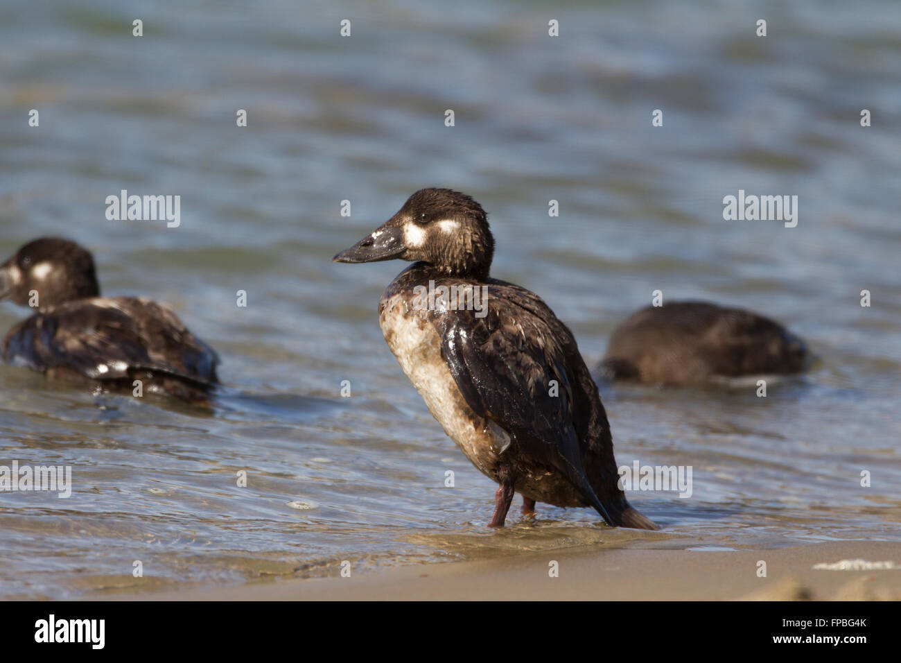 Surf scoter female hi-res stock photography and images - Alamy