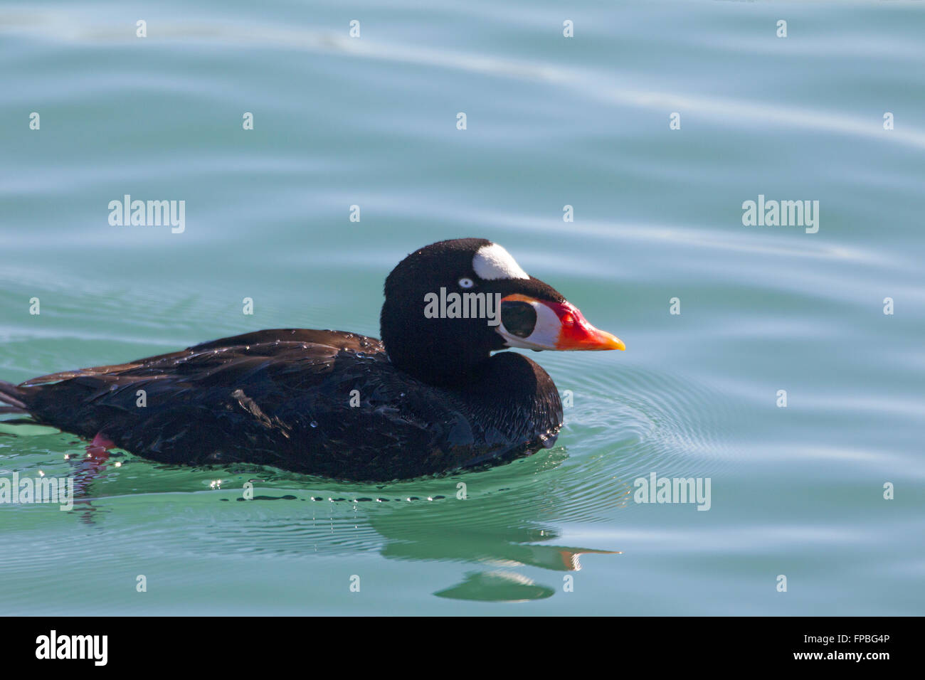 Surf scoter hi-res stock photography and images - Alamy