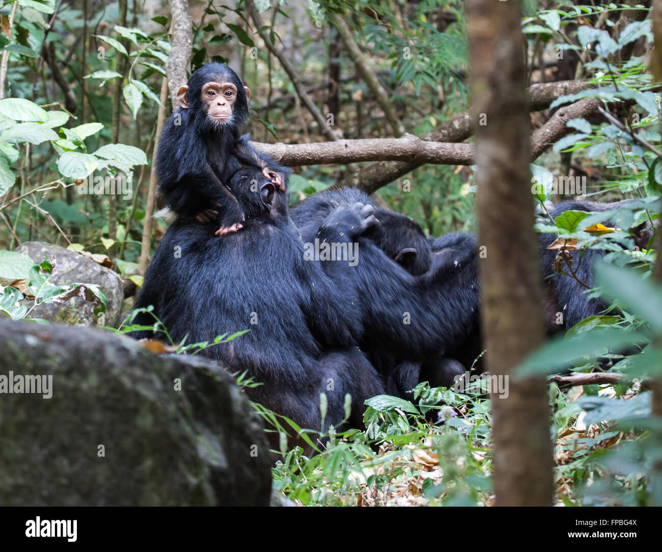 Baby chimpanzee hi-res stock photography and images - Alamy