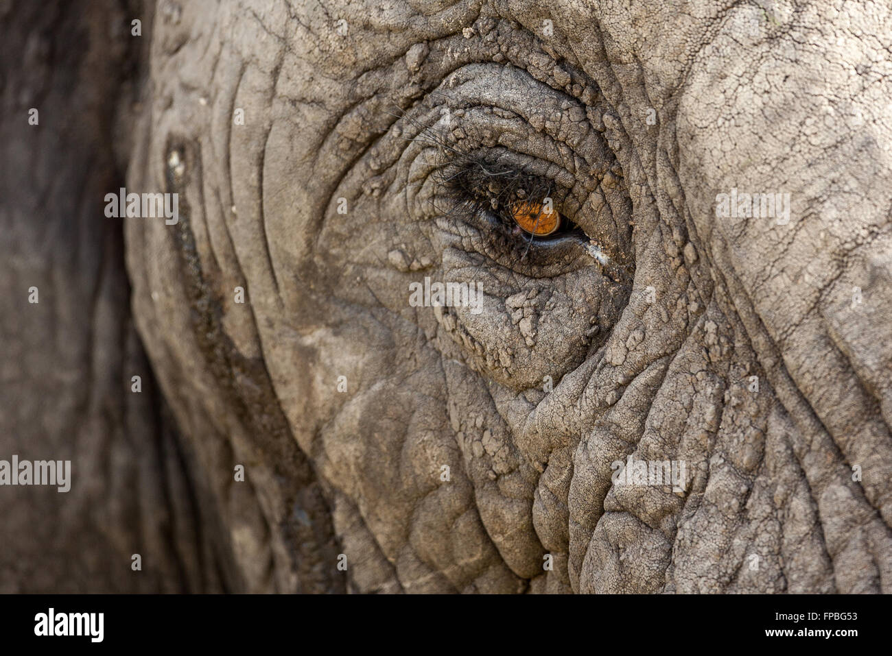 Closeup of elephant showing side of face with amber colored eye and ...