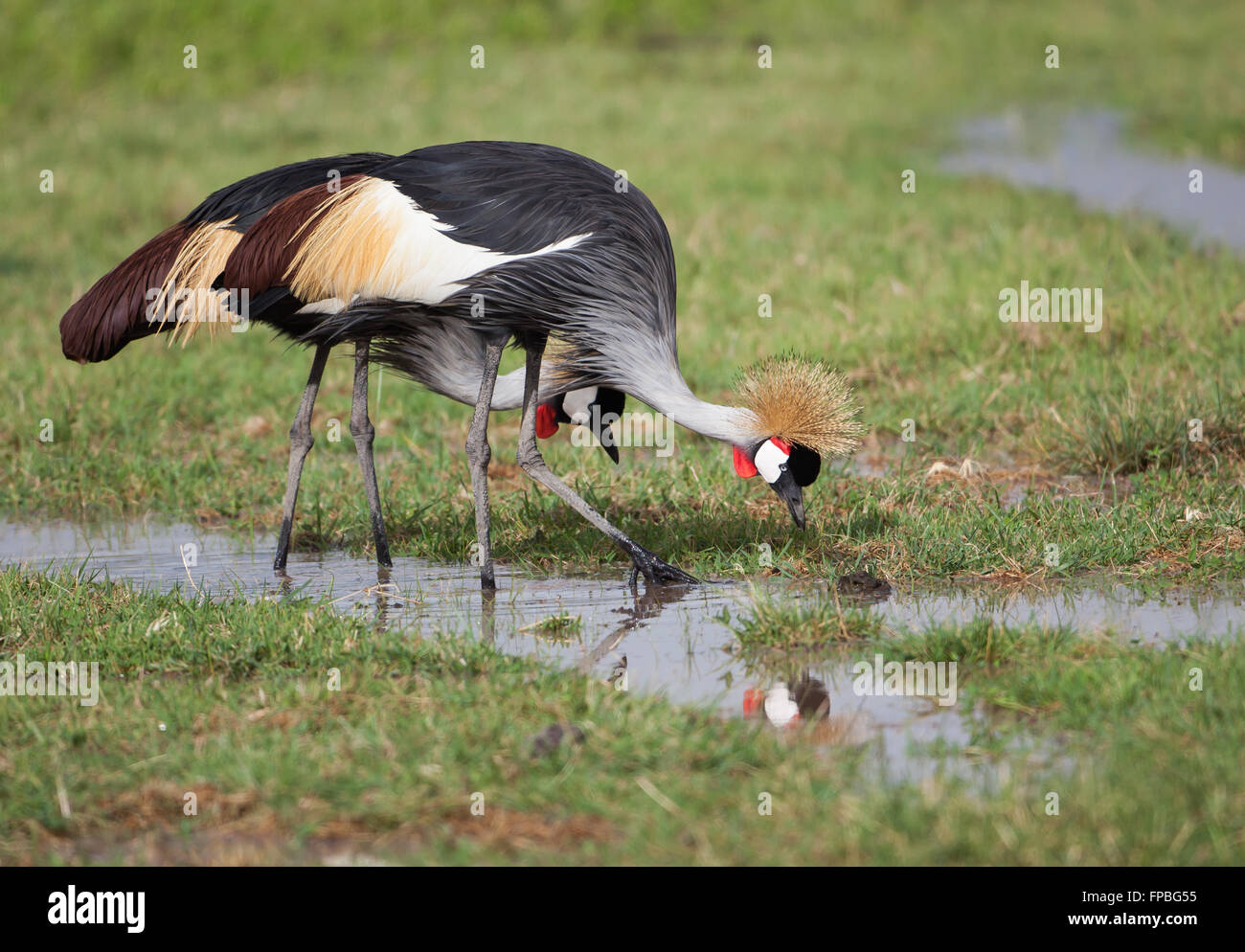 Two crowned cranes feeding together in standing water Stock Photo - Alamy