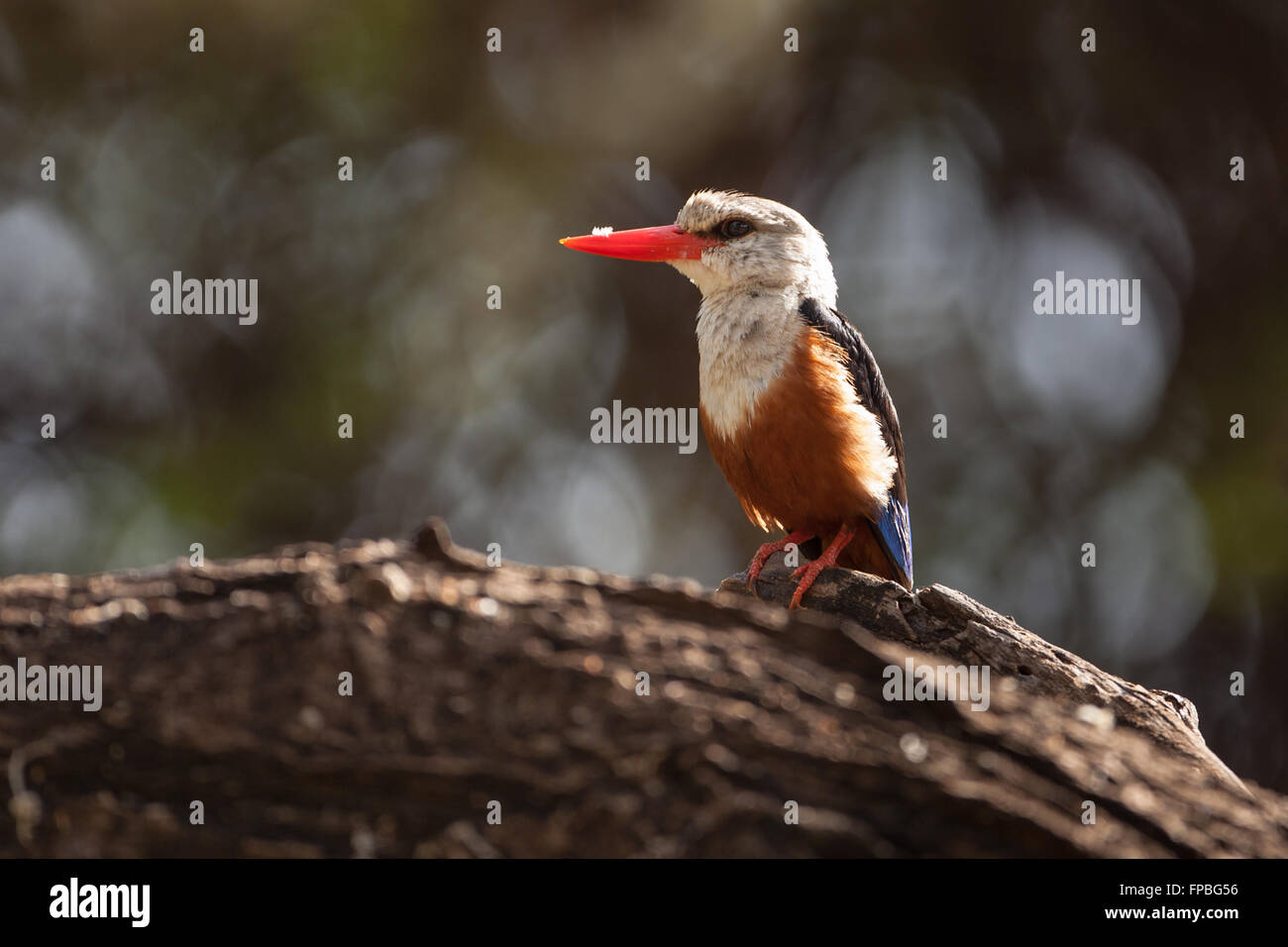 Kingfisher standing hi-res stock photography and images - Alamy