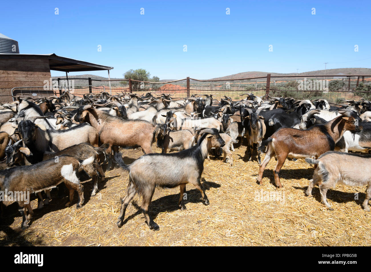 Wild Goats Mustering for the Meat Market, Mt Ive, South Australia ...
