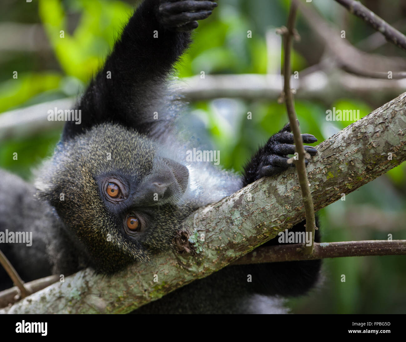 Sykes's monkey staring at camera with head tilted and resting on branch ...