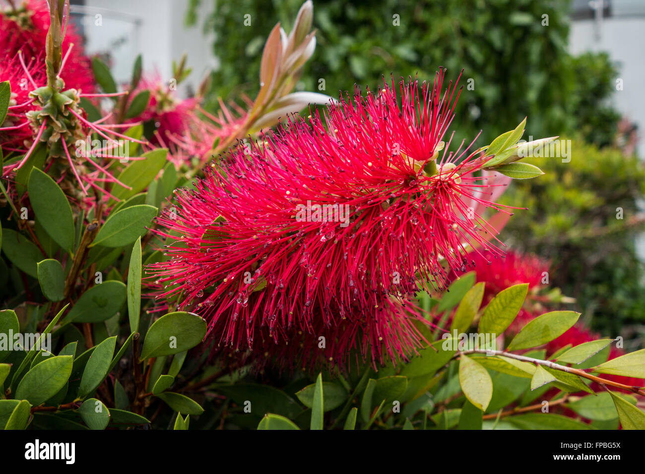 Red flower southern plants Stock Photo - Alamy