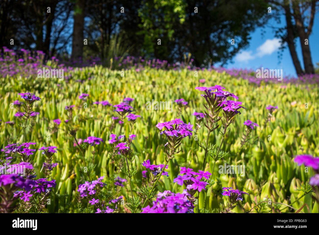 Beautiful floral background Stock Photo - Alamy