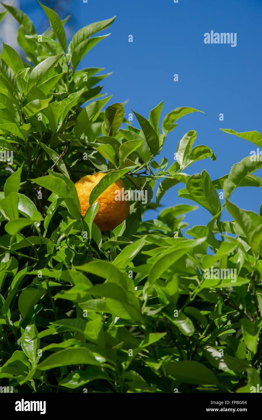 Type Of Orange Tree Leaf