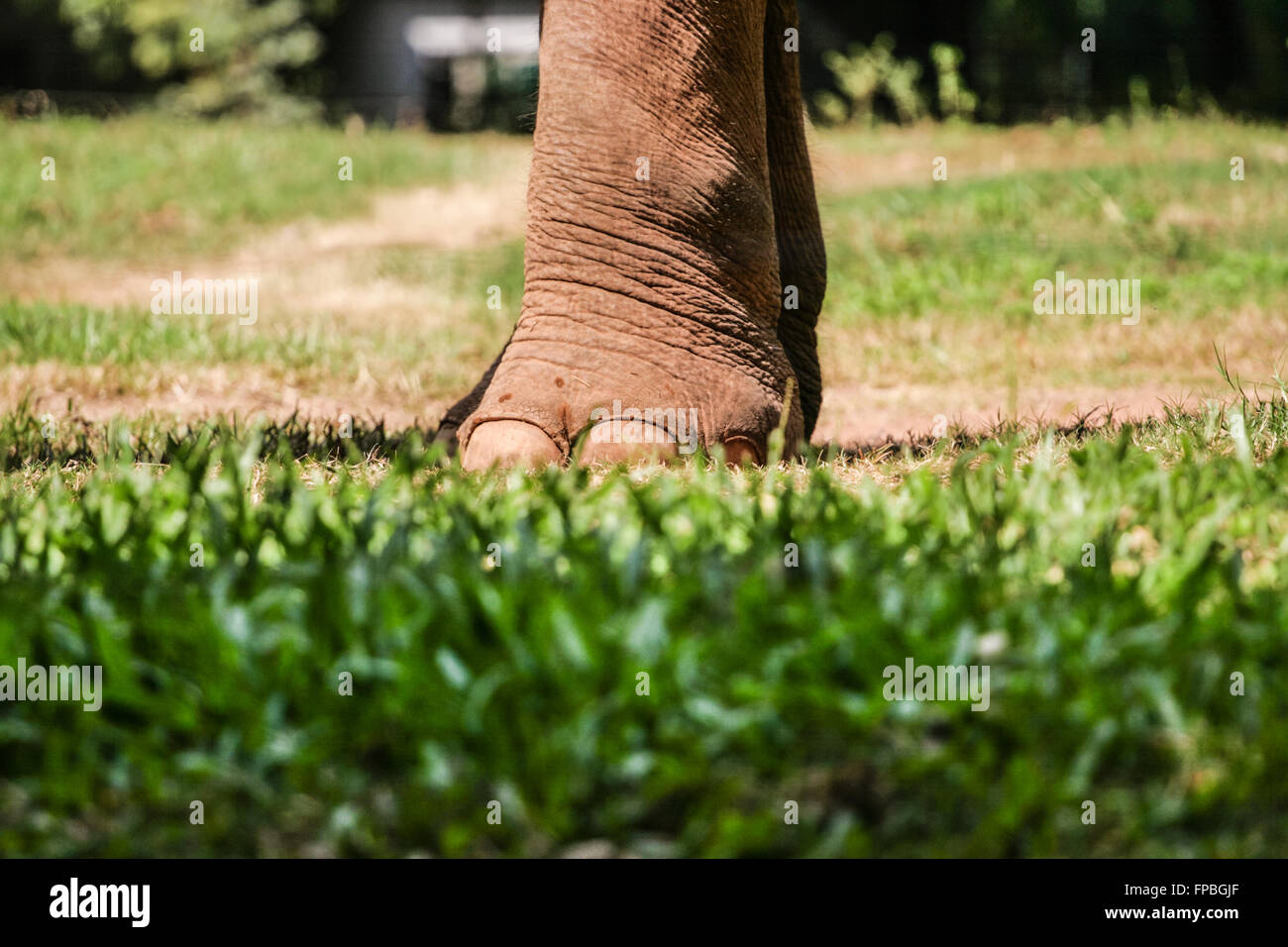 foot of an elephant Stock Photo - Alamy