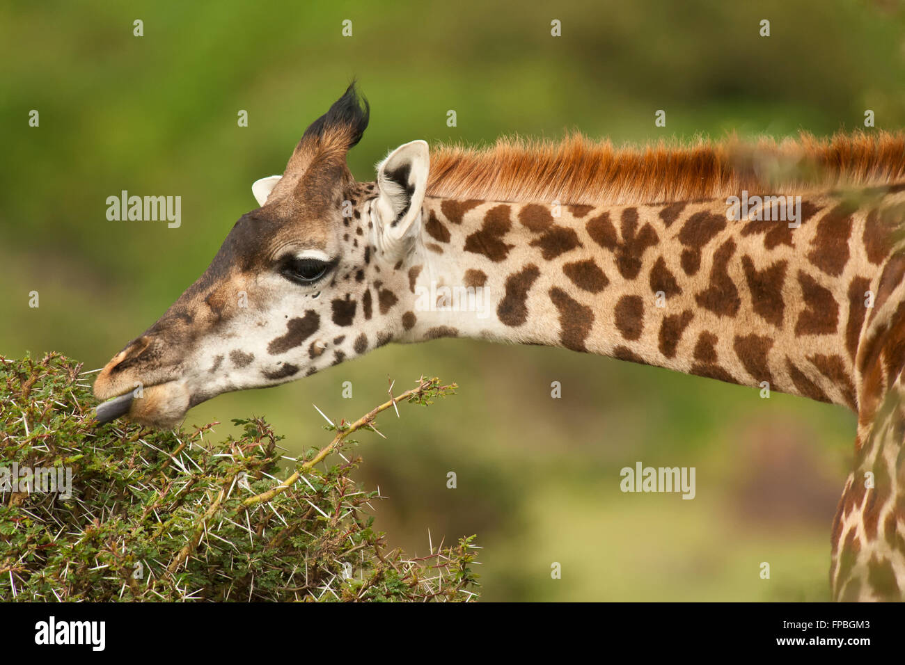 giraffe eating acacia leaves in crescent island park Stock Photo - Alamy
