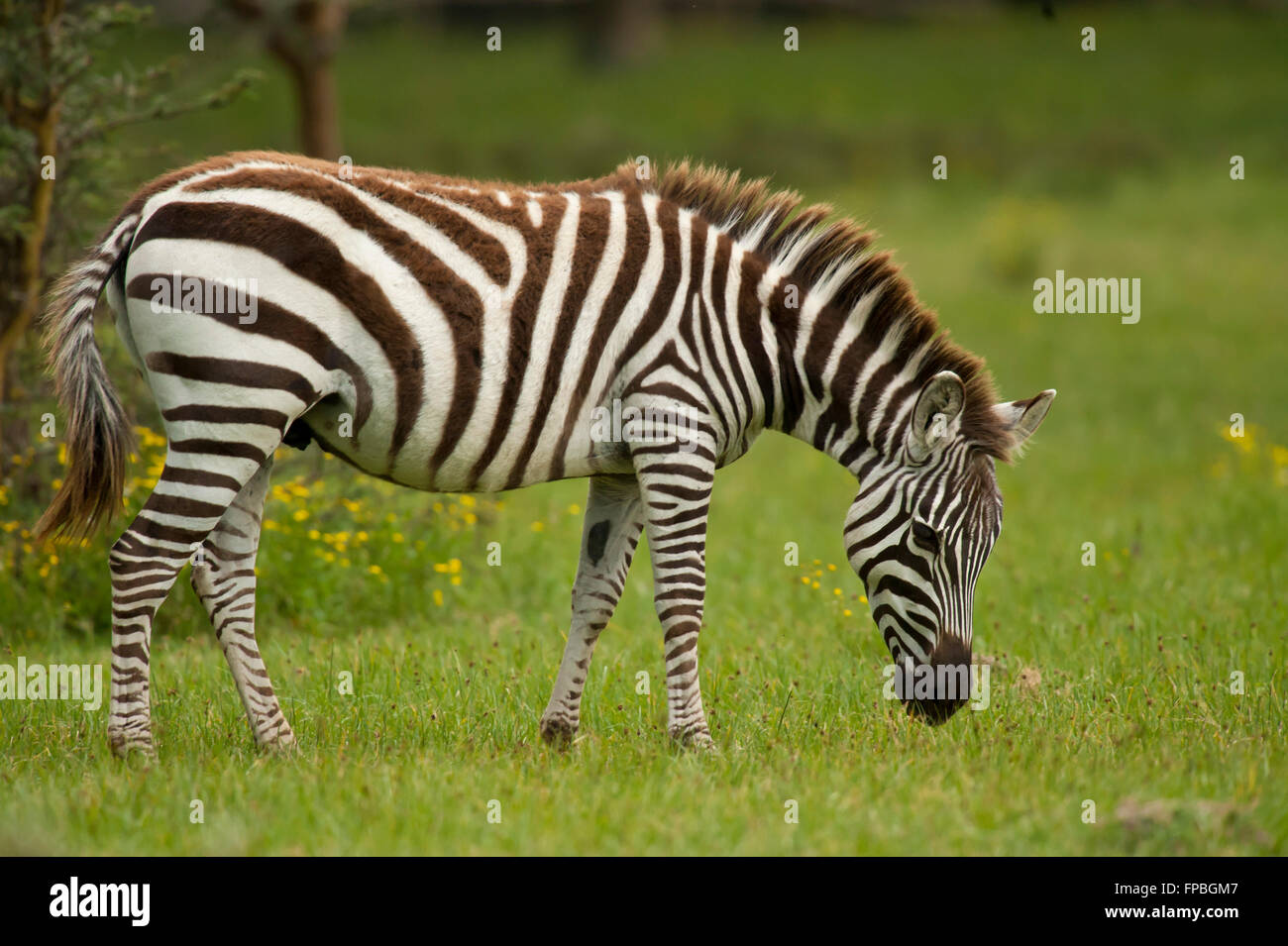 zebra in Kenya national park Stock Photo - Alamy
