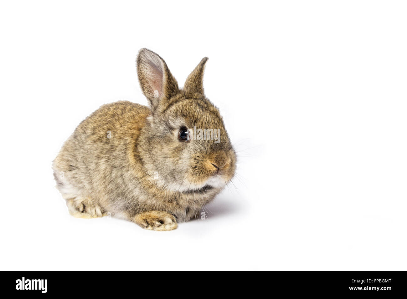 Cute grey rabbit isolated on white background Stock Photo - Alamy