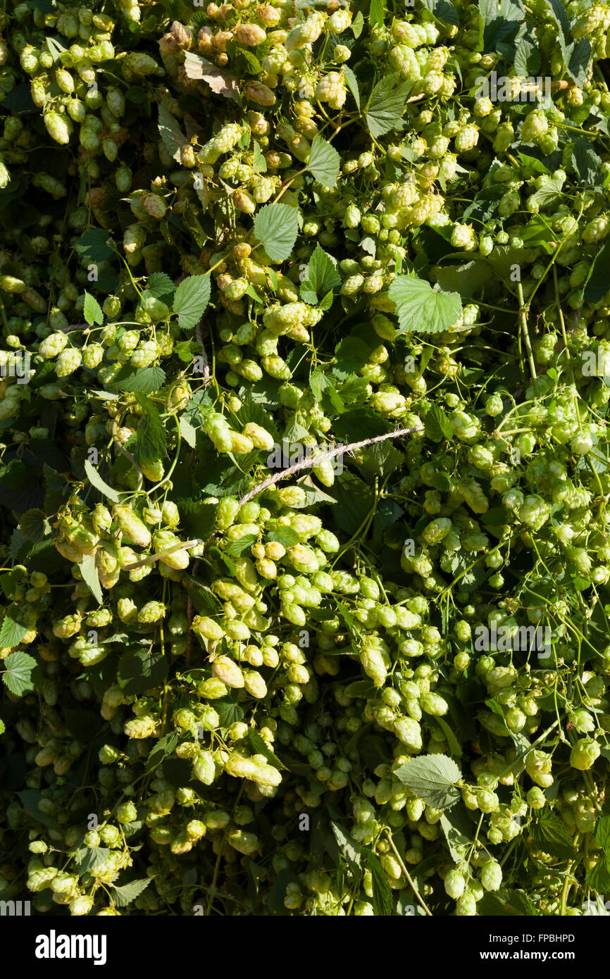 Hillside Brewery, Gloucestershire, craft ale brewery. Brewery staff ...