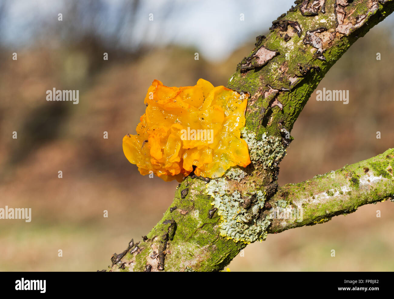 Golden jelly fungus (Tremella mesenterica) on the dead branch of an Oak ...
