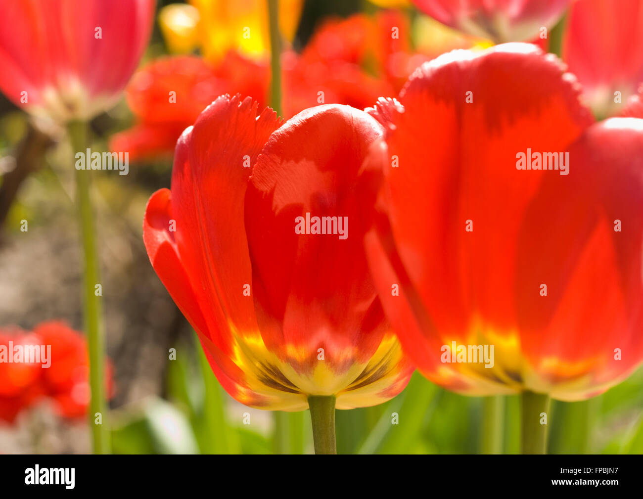 Bright Red Tulips in the garden. Spring comes Stock Photo - Alamy