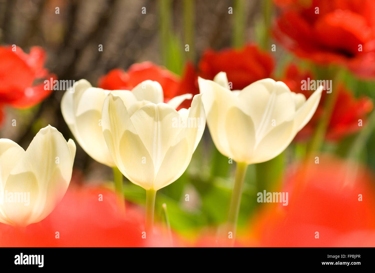 Three colored flowers hi-res stock photography and images - Alamy