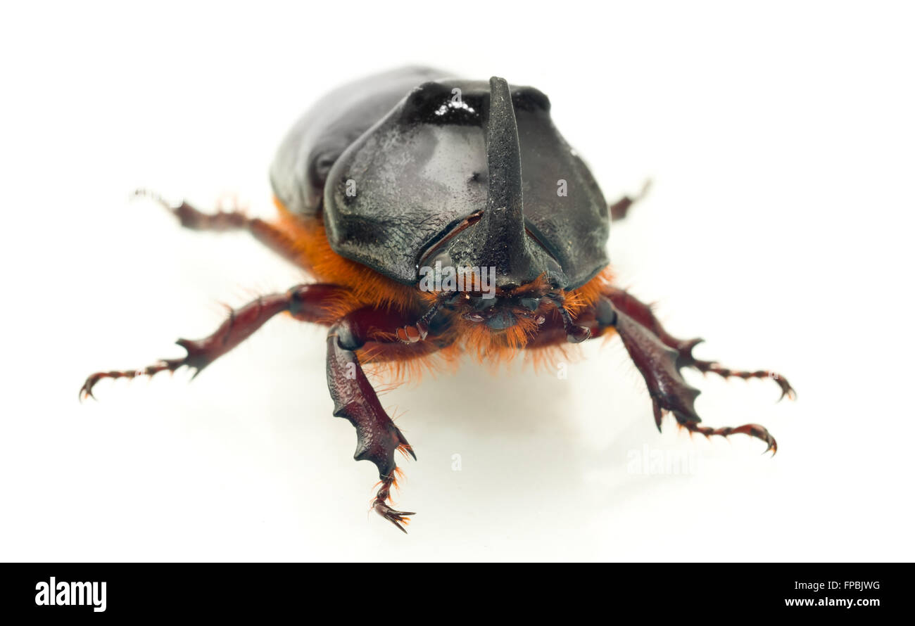 Front Macro view of rhinoceros or unicorn beetle over white background ...