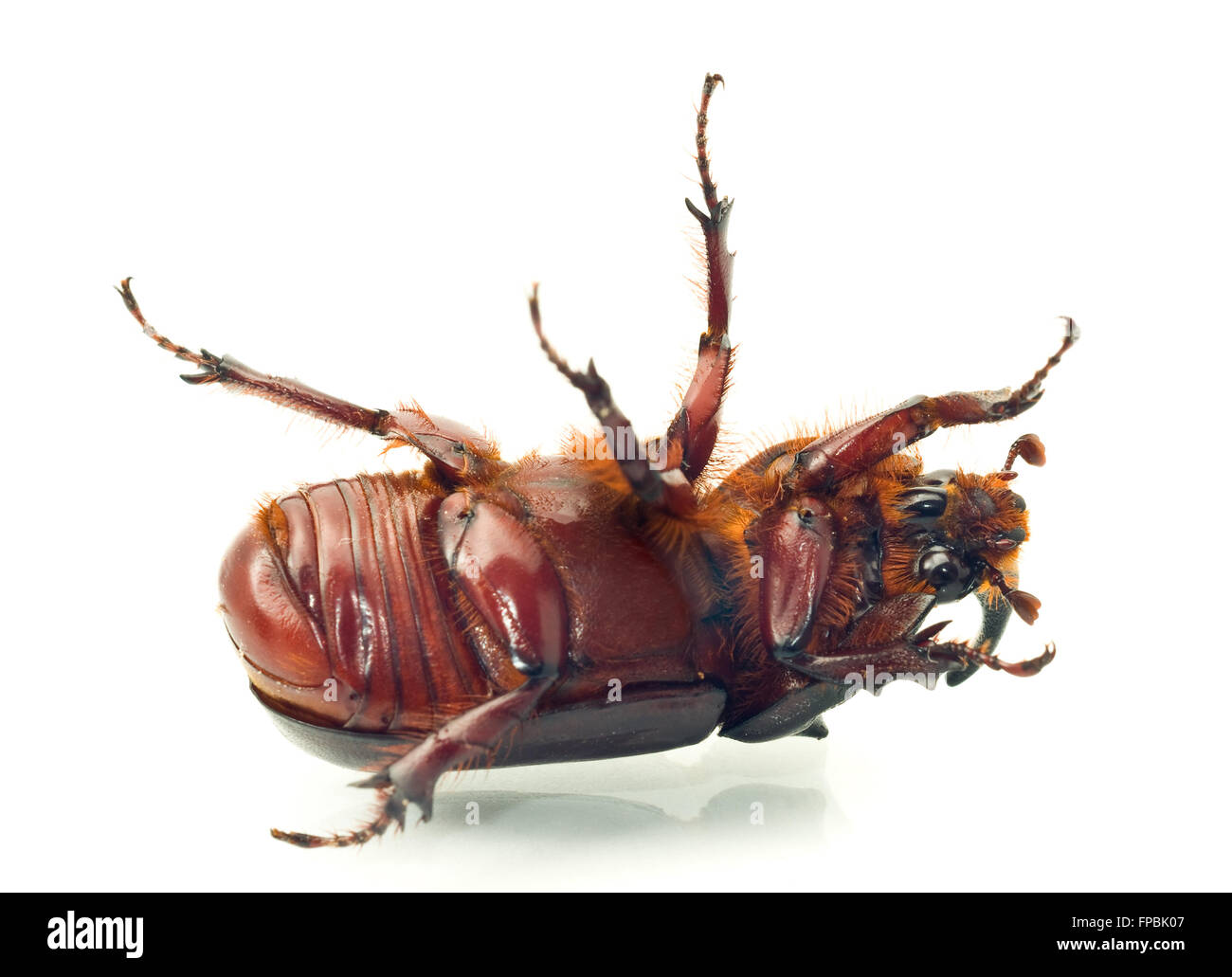 Beetle foot hi-res stock photography and images - Alamy
