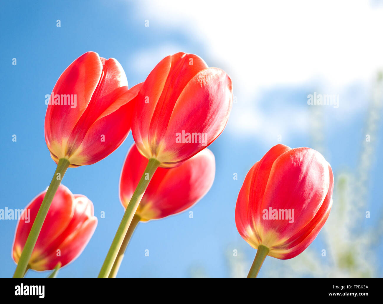Spring flowers nature comes hi-res stock photography and images - Alamy
