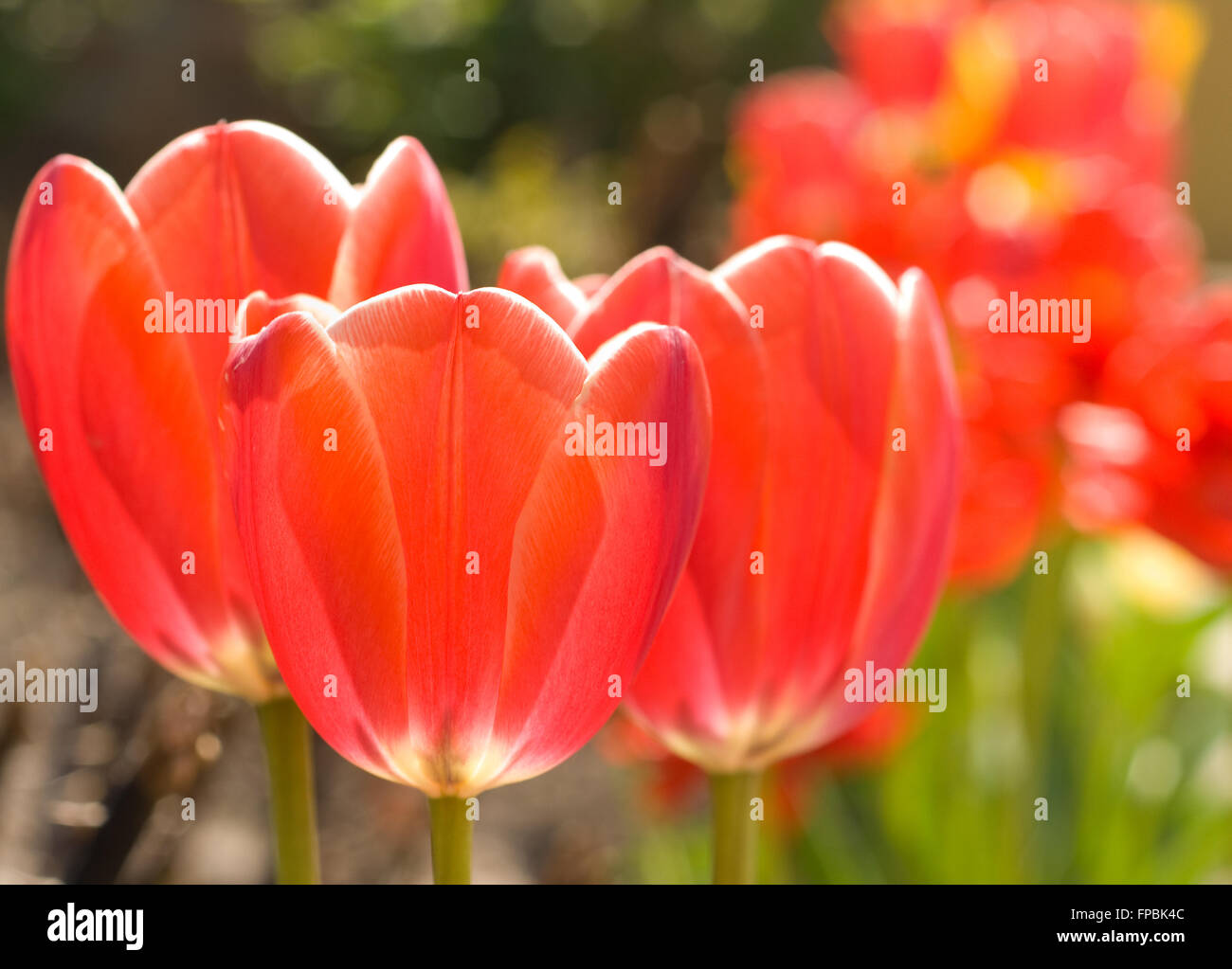 Three colored flowers hi-res stock photography and images - Alamy