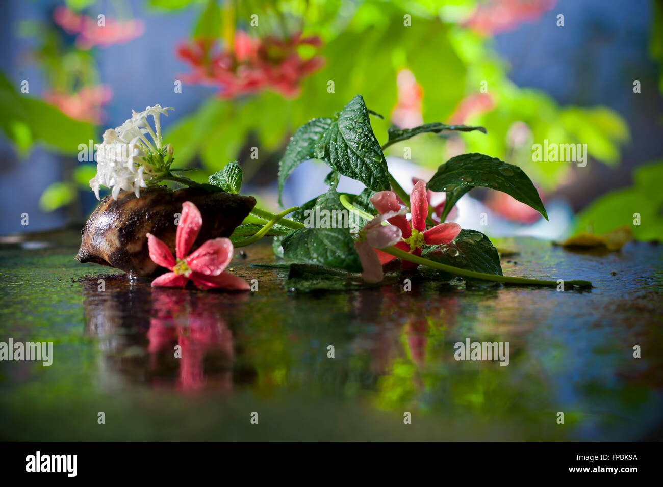Colorful flowers on a wet rough surface Stock Photo - Alamy