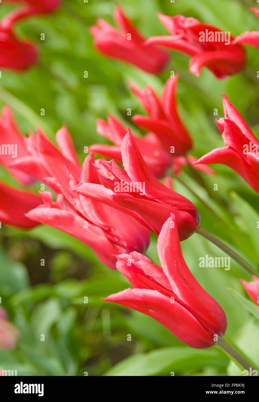 Dutch flowers hi-res stock photography and images - Alamy