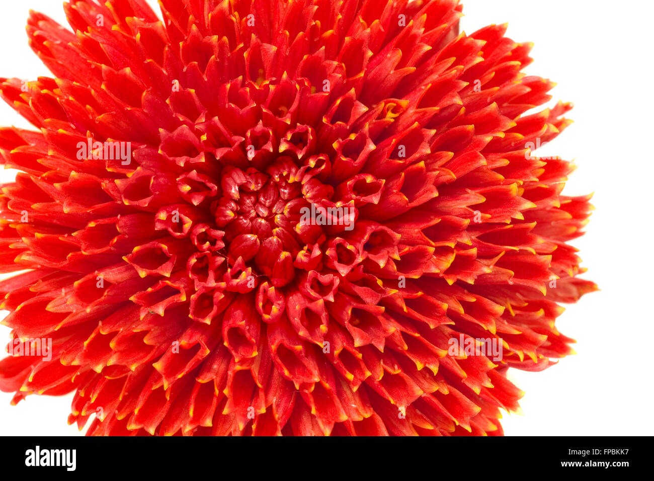 Red georgina (dahlia) flower bud isolated over white Stock Photo - Alamy