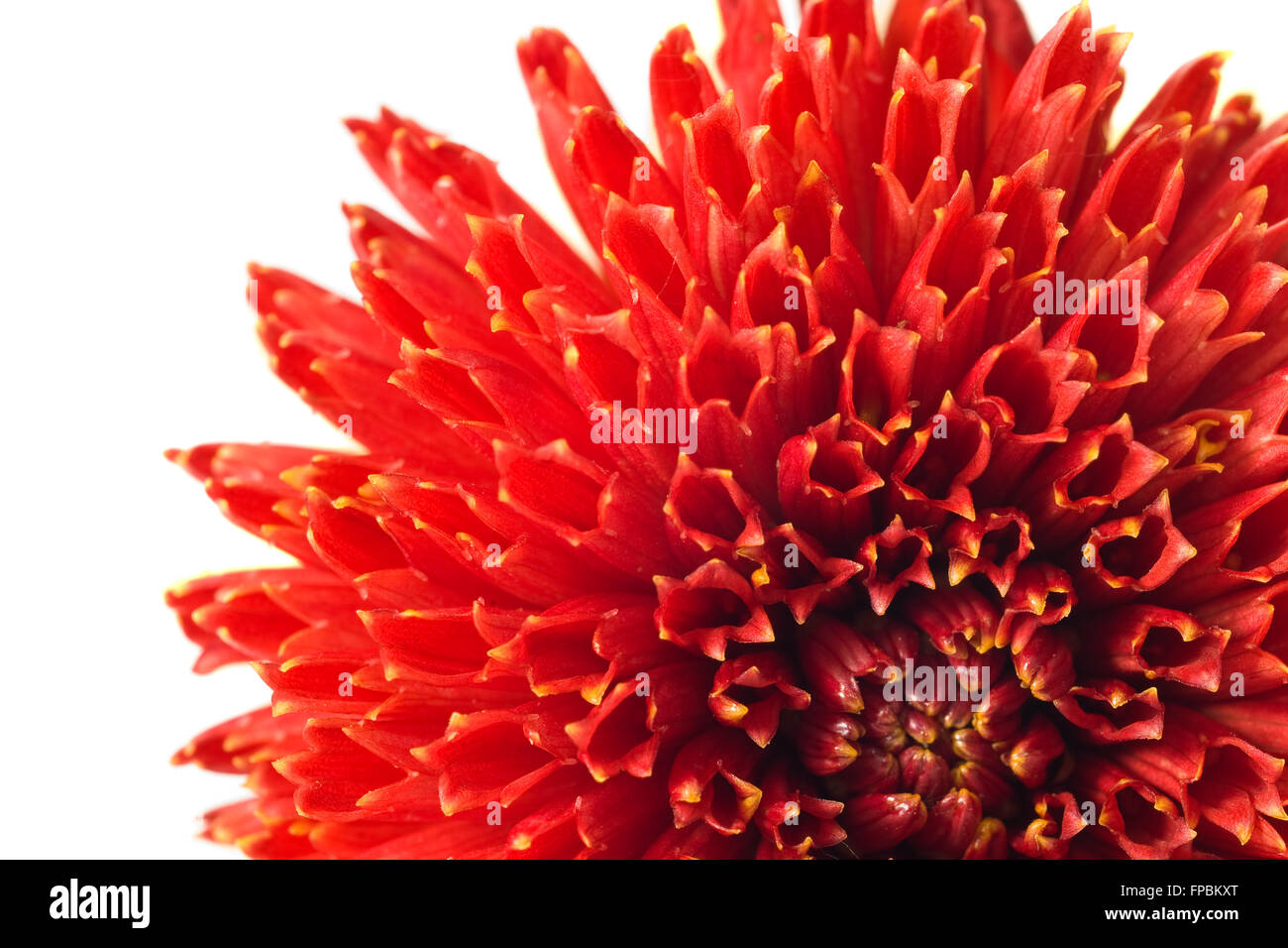 Red georgina (dahlia) flower bud isolated over white Stock Photo - Alamy
