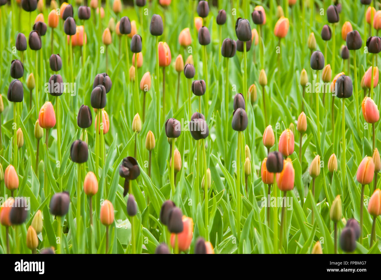 Dutch colorful tulips in Keukenhof park in Holland Stock Photo - Alamy
