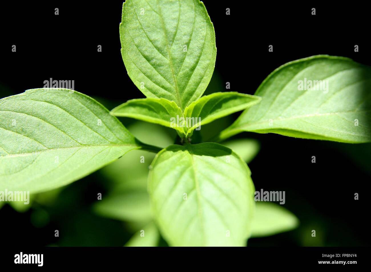 Fresh basil leaves close up Stock Photo - Alamy