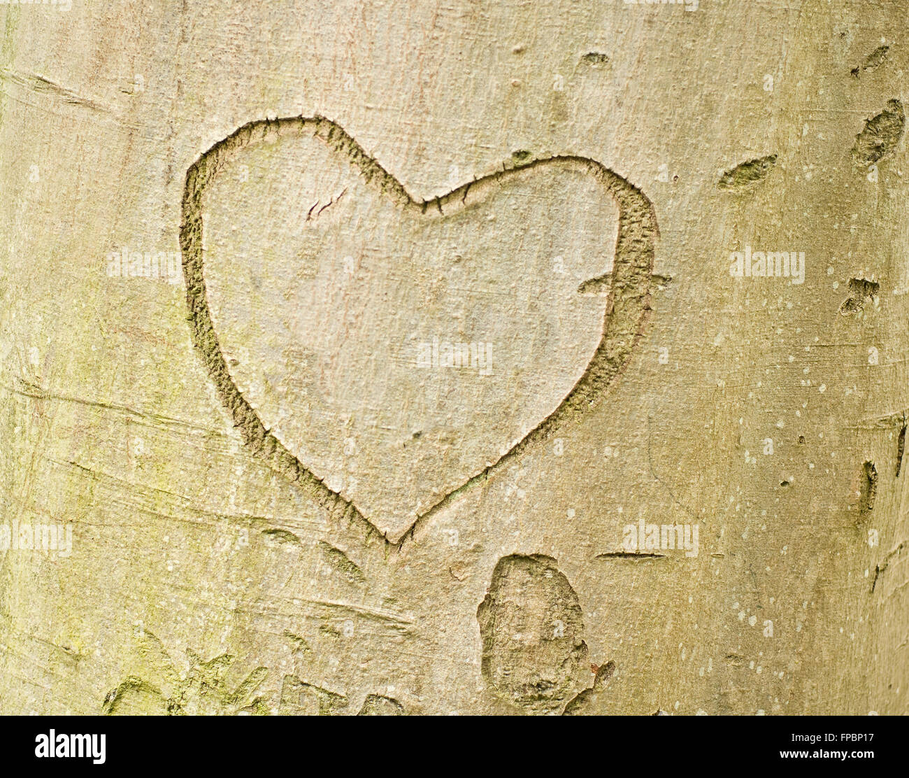 Love forever. Heart shape on tree bark Stock Photo - Alamy
