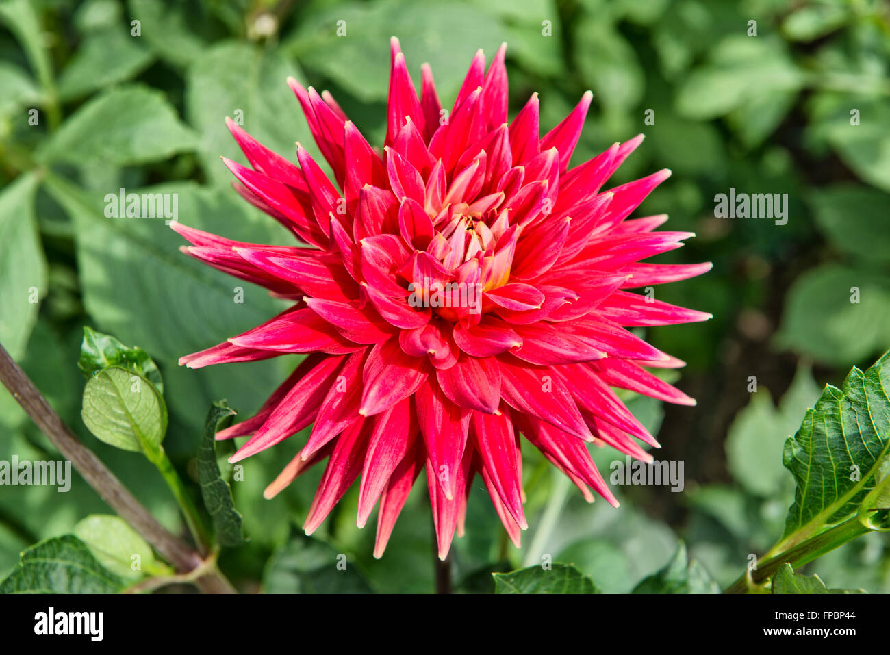Red Cactus Dahlia High Resolution Stock Photography and Images - Alamy
