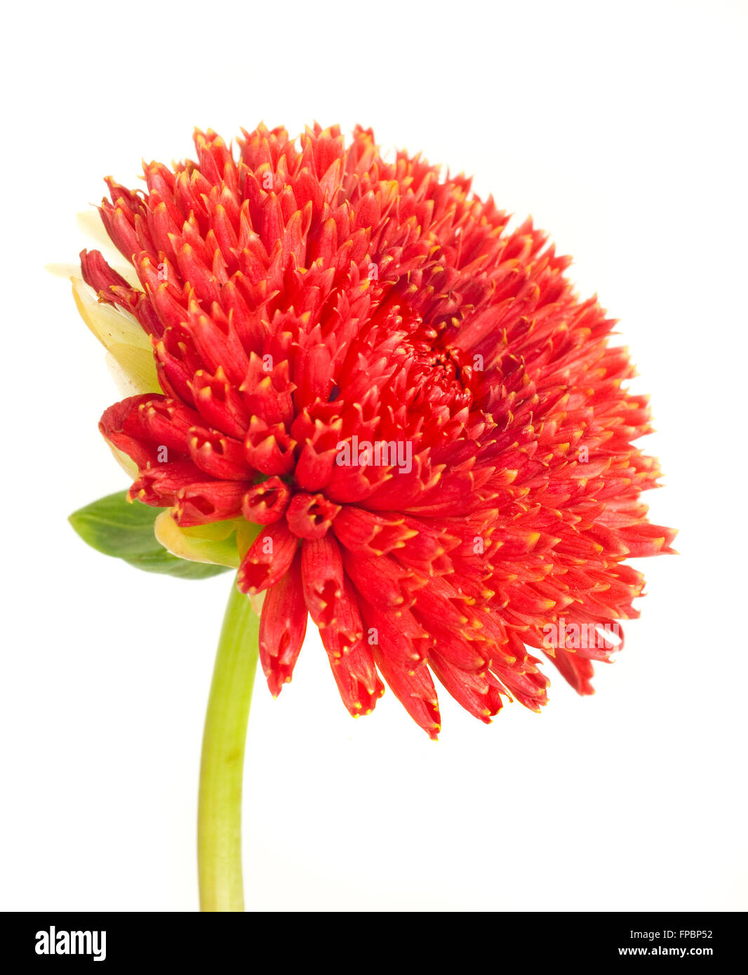 Beautiful georgina (dahlia) flower bud isolated over white Stock Photo ...