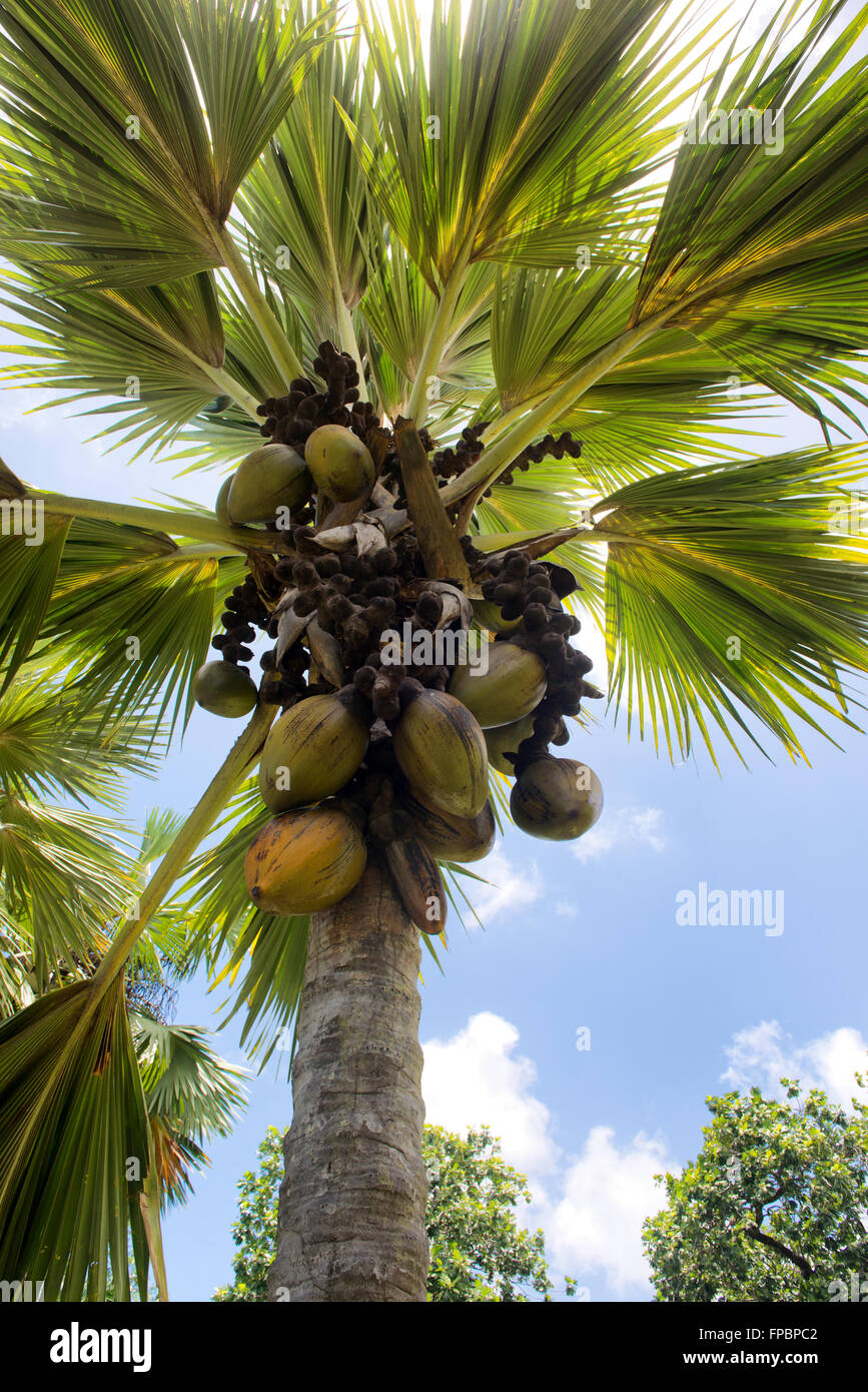 Growing On A Palm Trunk High Resolution Stock Photography and Images ...
