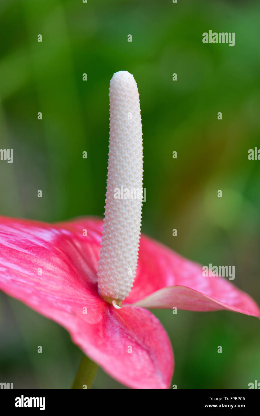 Spathe And Spadix High Resolution Stock Photography and Images - Alamy