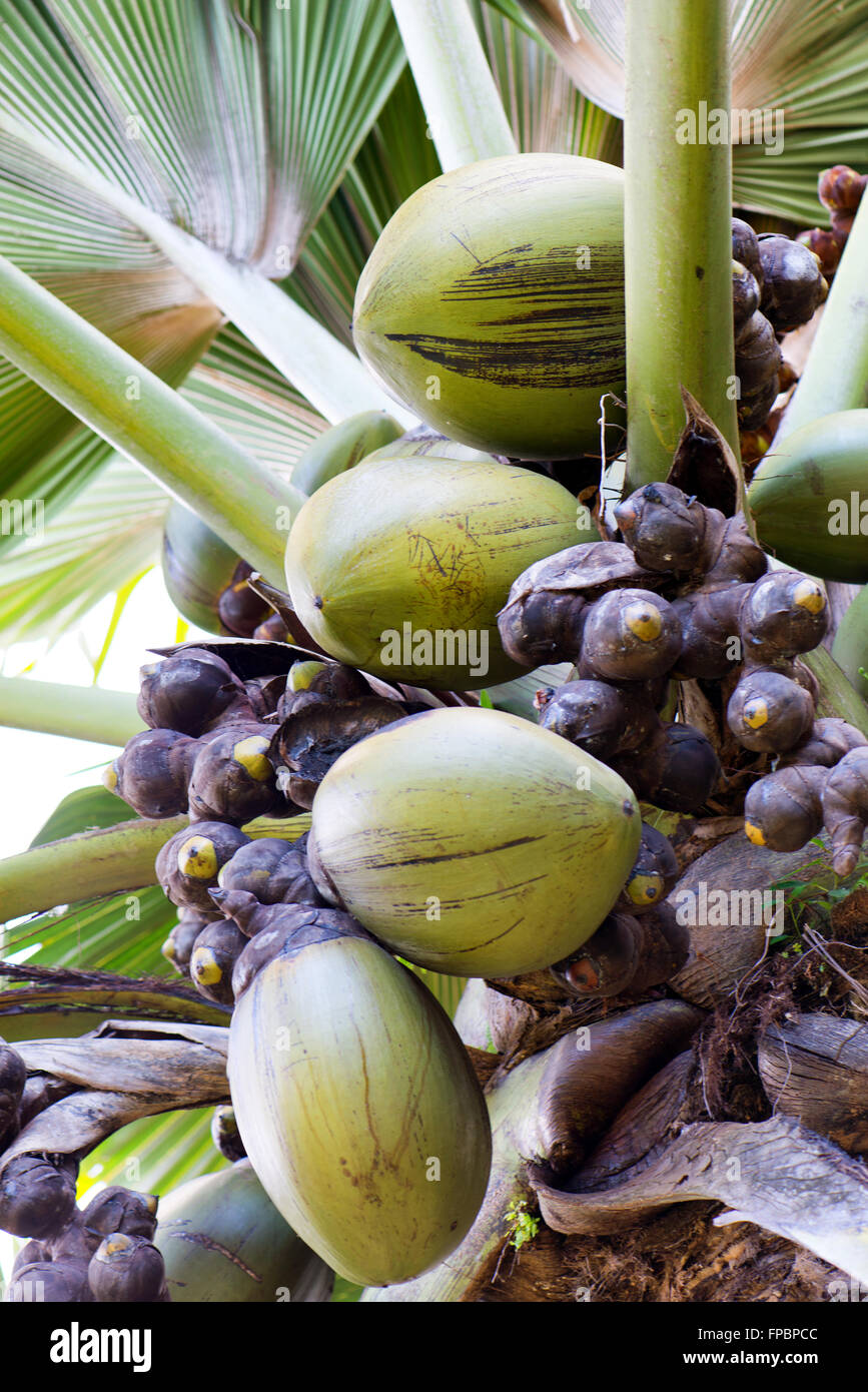 Coco De Mer Nut Lodoicea Maldivica High Resolution Stock Photography ...