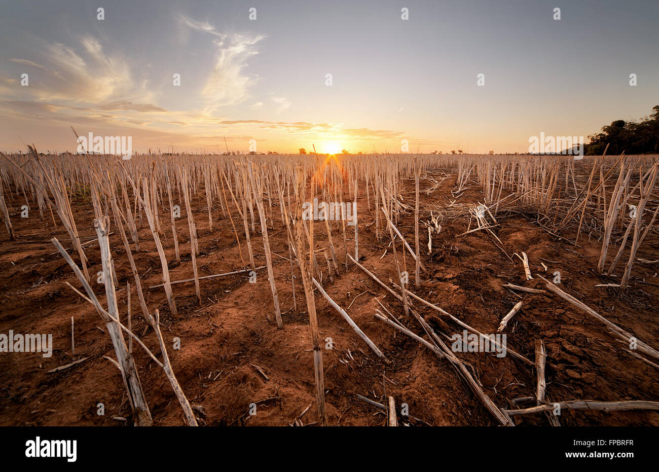 Australian drought wheat hi-res stock photography and images - Alamy
