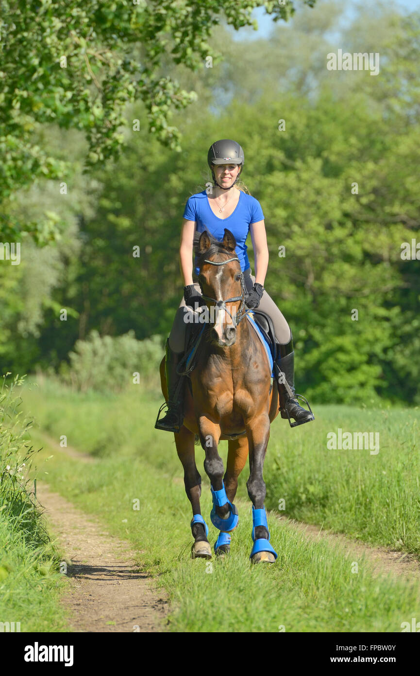 German riding pony galloping on hi-res stock photography and images - Alamy