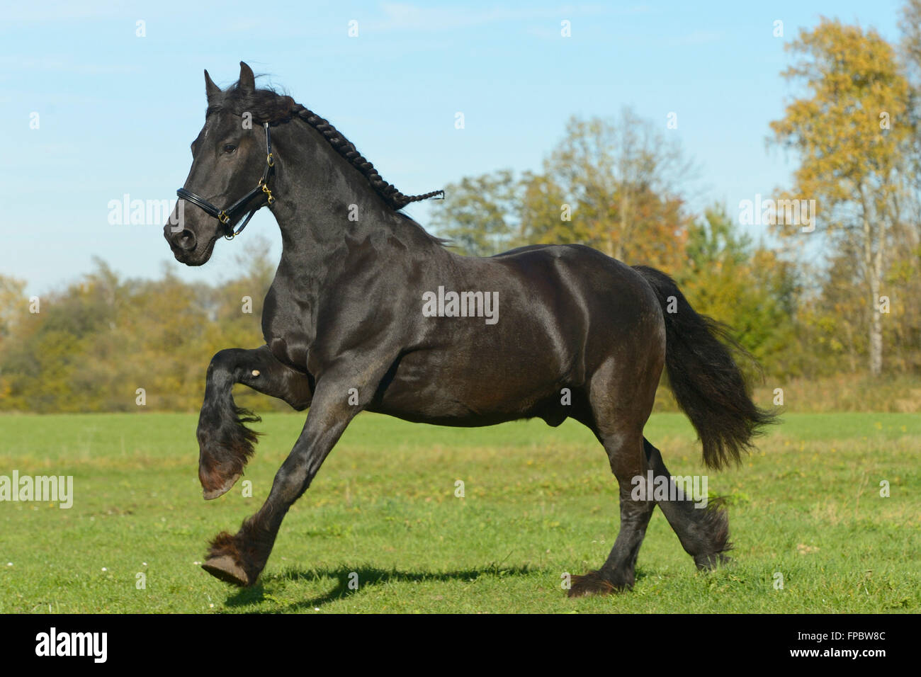 Friesian horse galloping in the field Stock Photo - Alamy