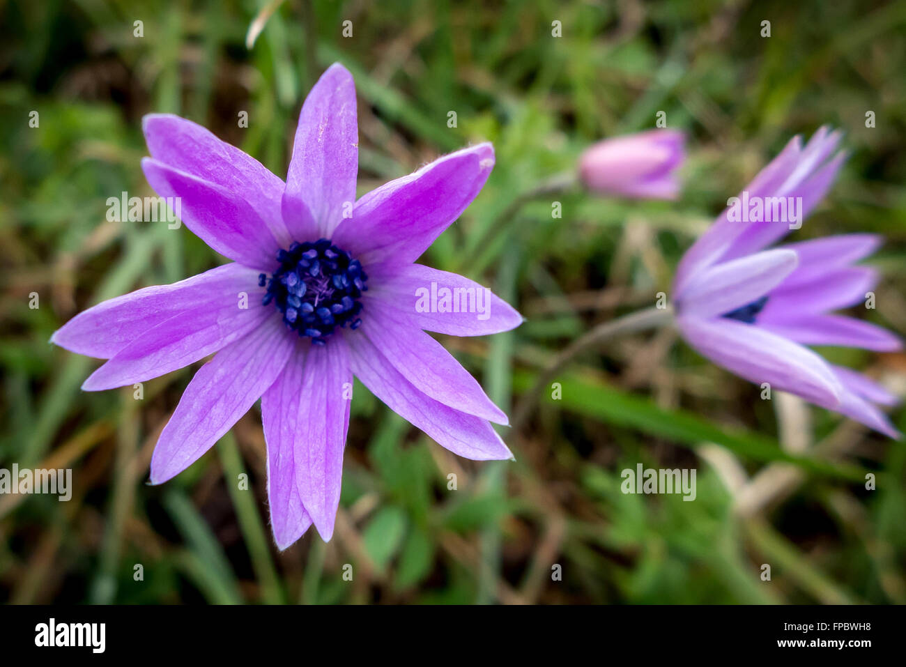 The countryside around the Croatian city of Ston Stock Photo - Alamy