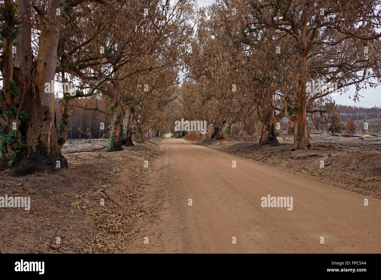 Veld fire hi-res stock photography and images - Alamy