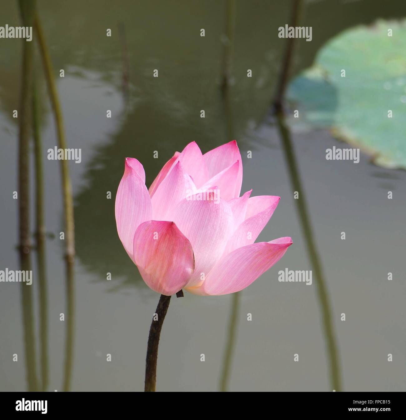 The beautiful lotus flower is a symbol for Buddhism in Asia Stock Photo ...