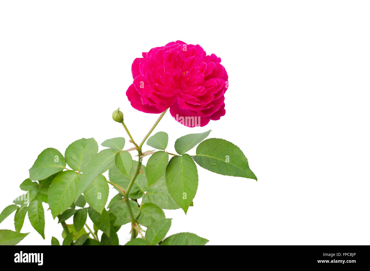 Damask rose isolated on white background Stock Photo - Alamy