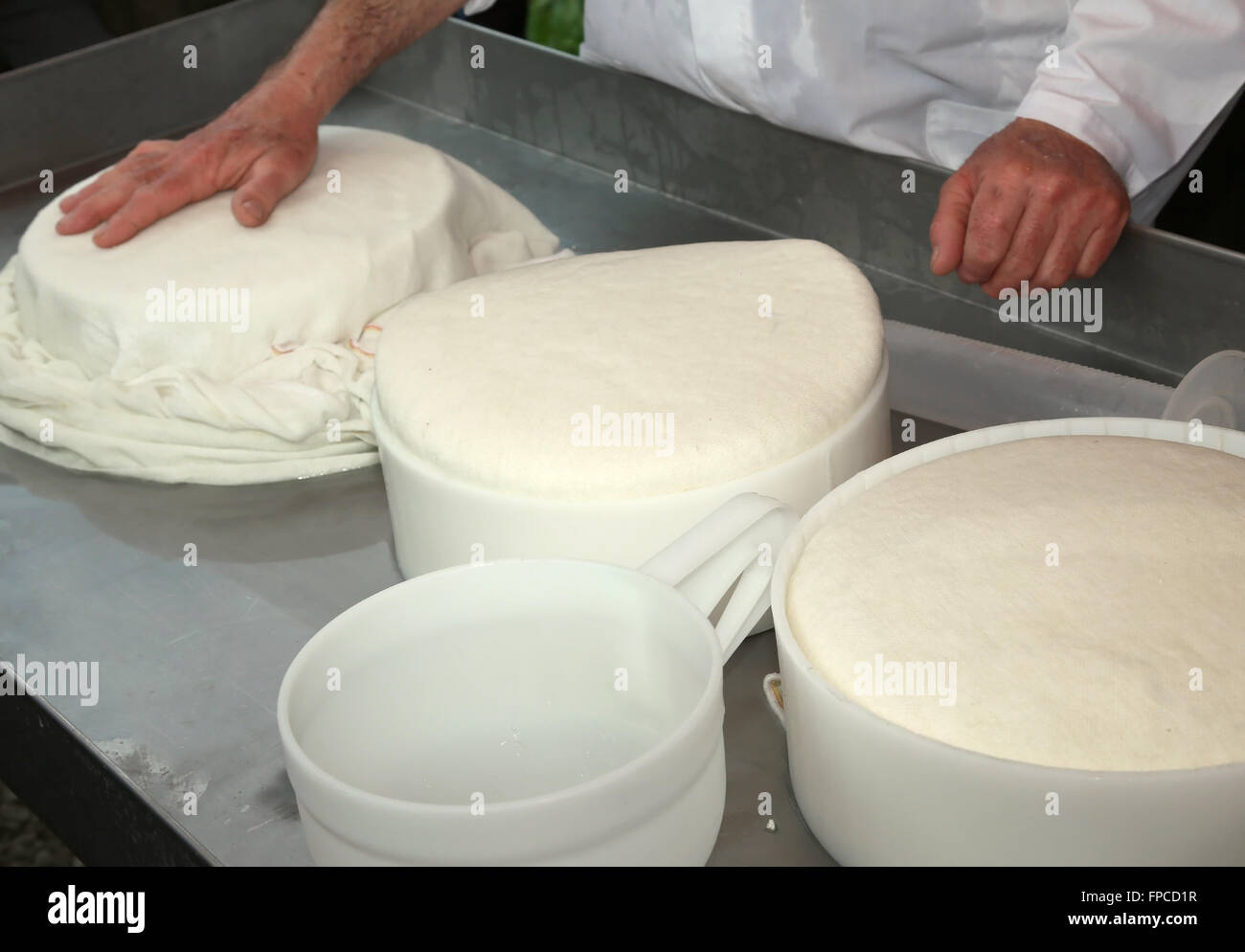 hand of expert senior cheesemaker controls the wheel of cheese just ...