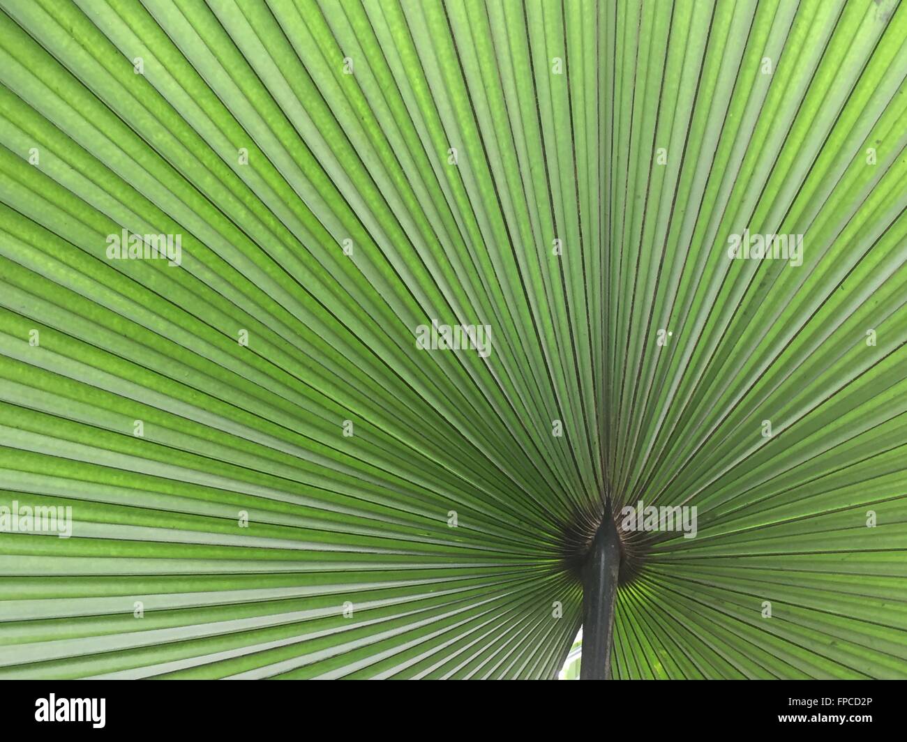 Large palm leaf hi-res stock photography and images - Alamy