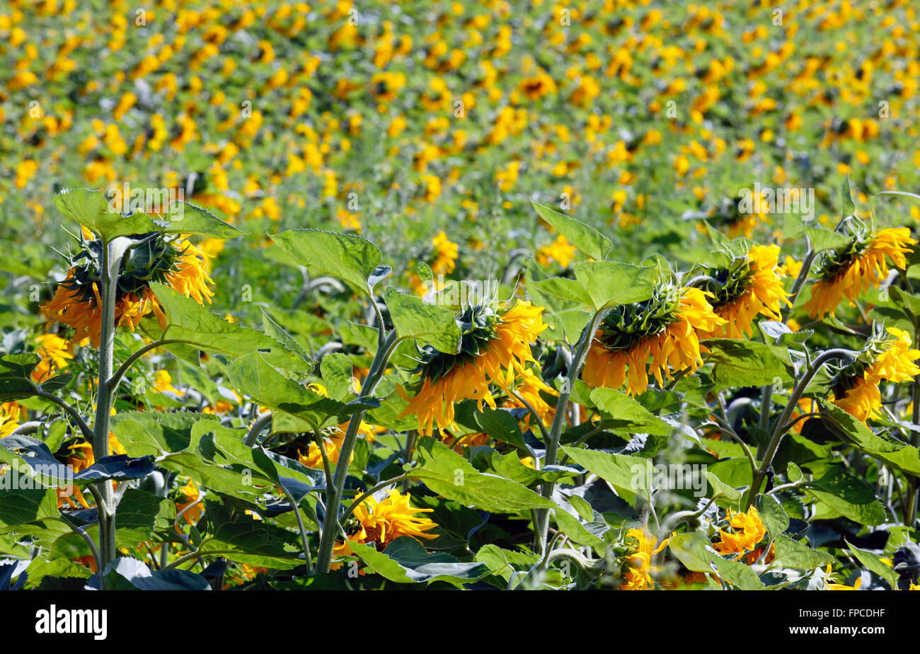 Field of yellow sunflowers hi-res stock photography and images - Alamy