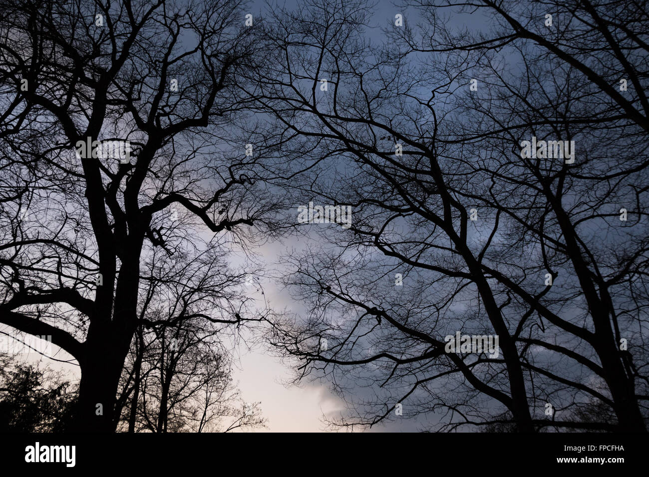 Eerie Trees with spooky and ominous atmosphere Stock Photo - Alamy