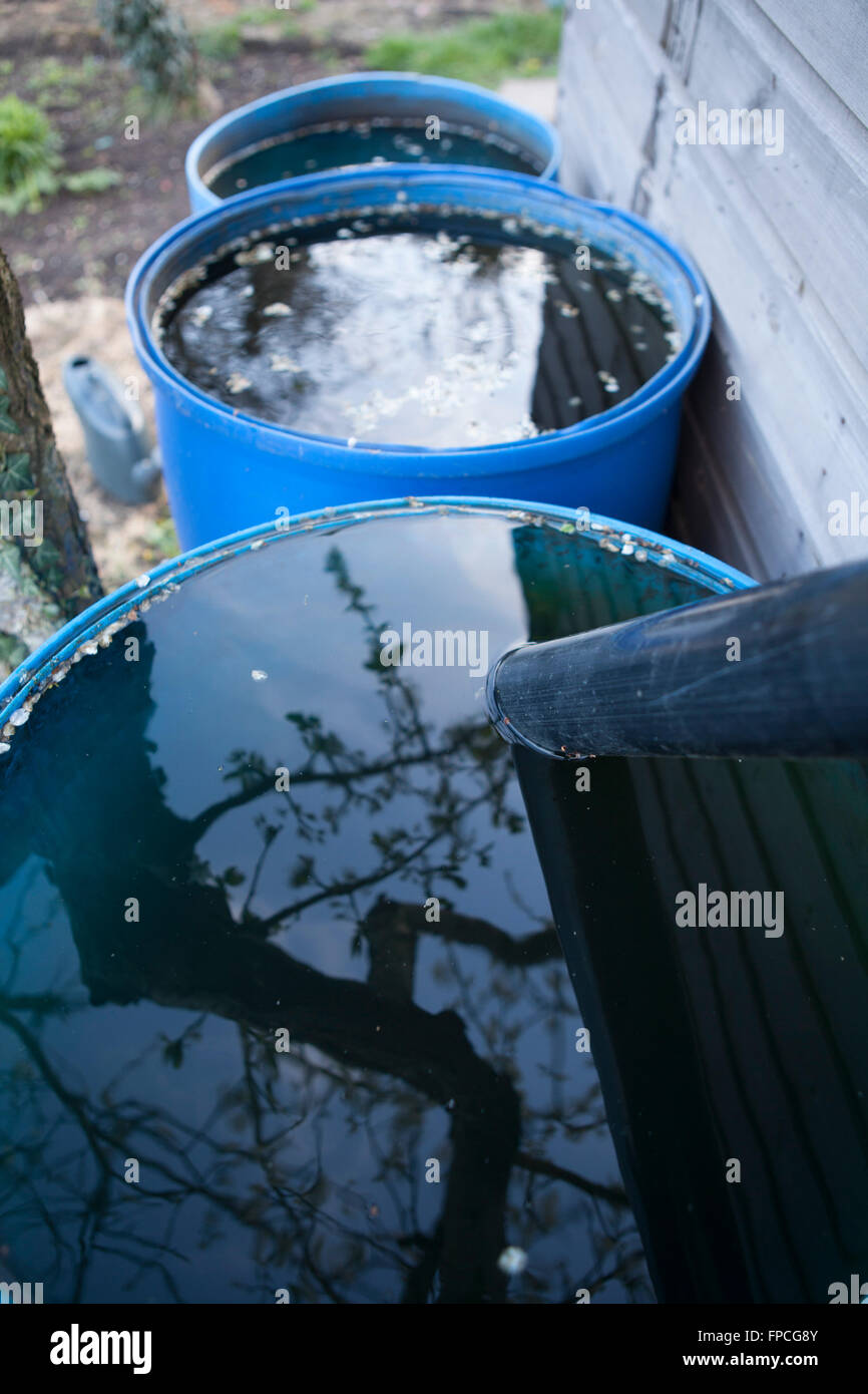 Old plastic tubs and barrels used to collect rainwater on an allotment ...