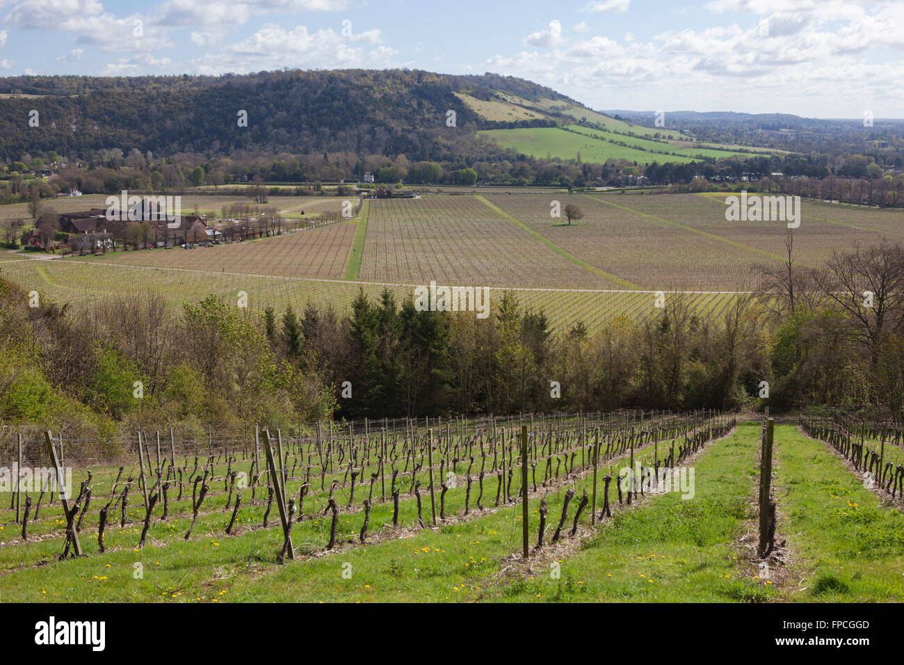 Denbies Vineyard in Surrey with lines of vines strung out across the ...