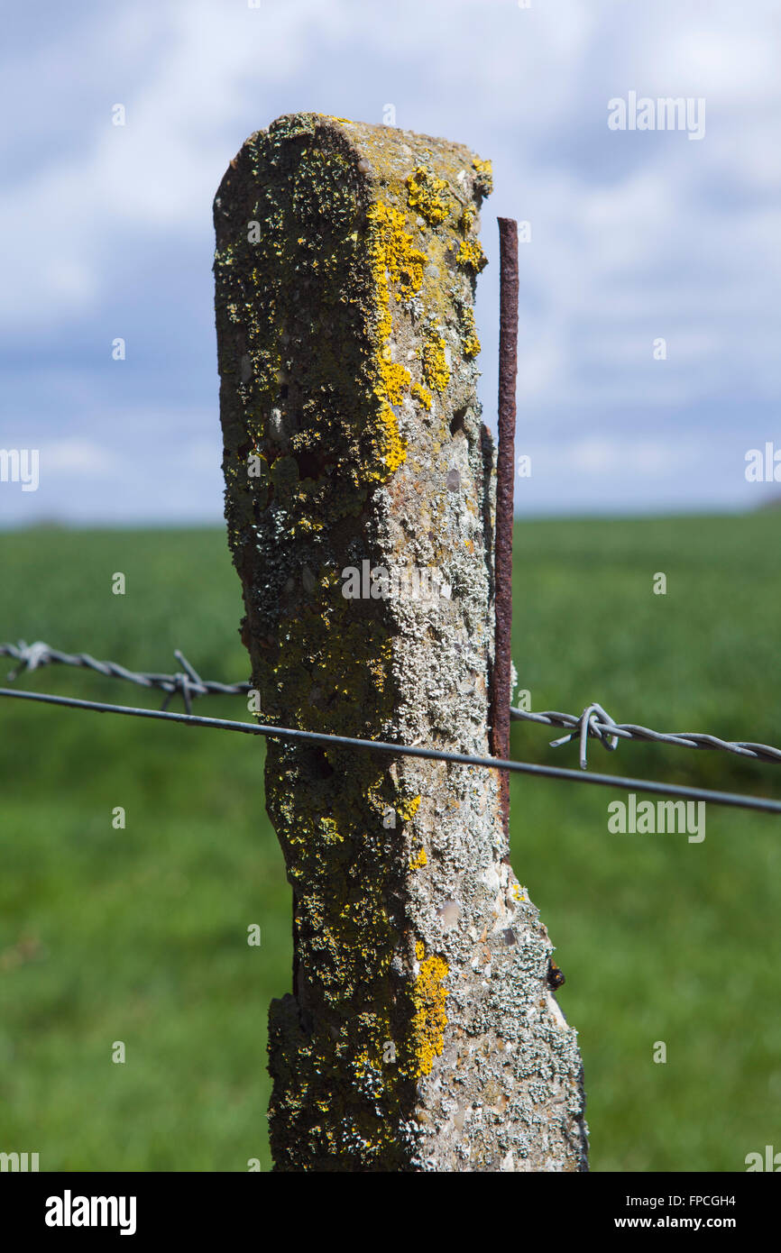 A very old concrete fence post weathered and covered in Lichen stands ...