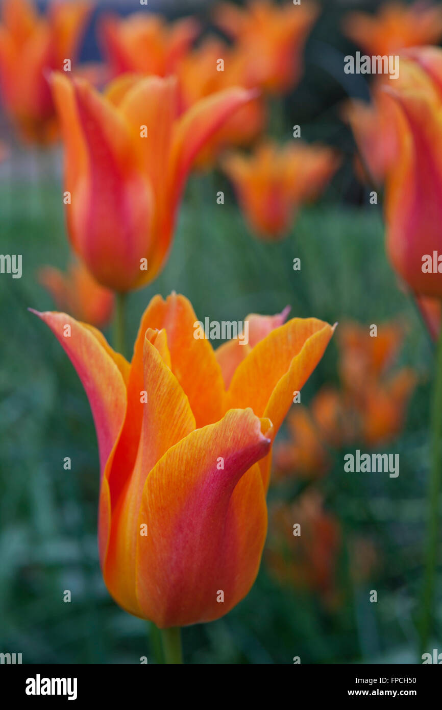 Deep red tulips hi-res stock photography and images - Alamy
